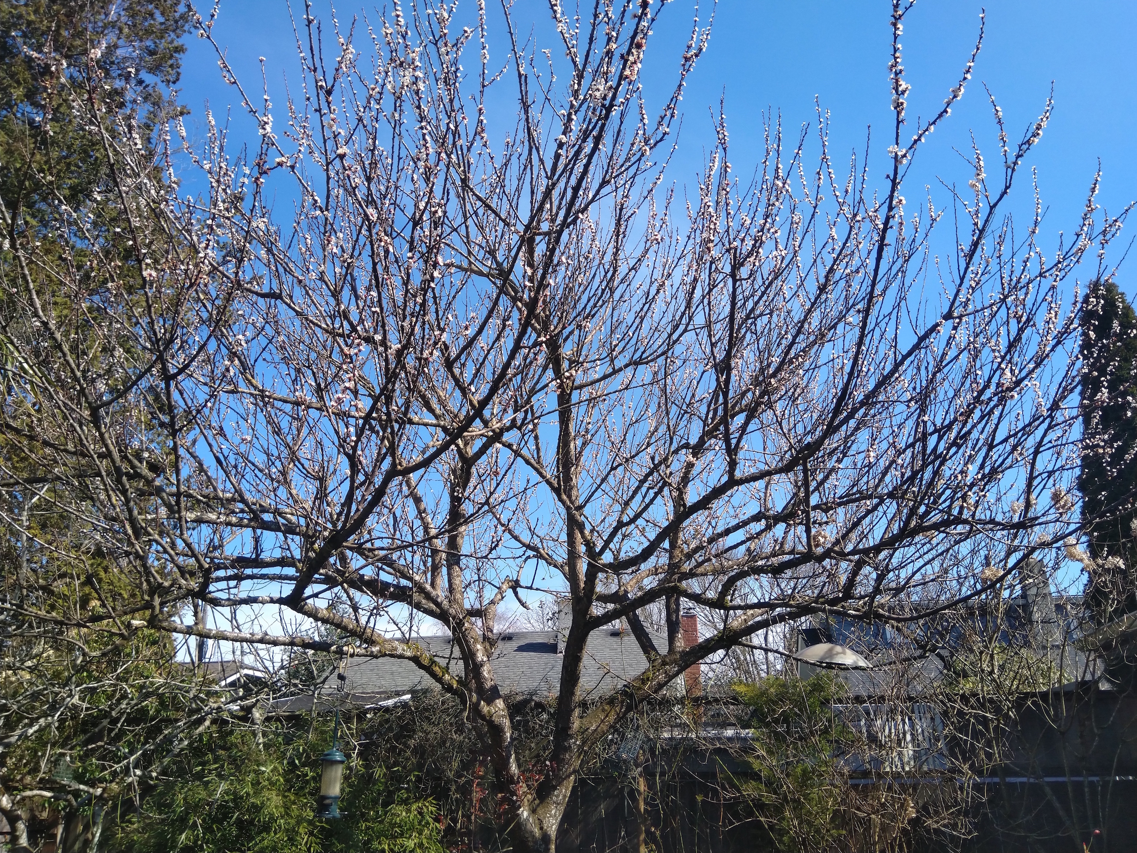 The Frankenstein Tree – . . . . . . . SLOW . . . . . . . MEDIA