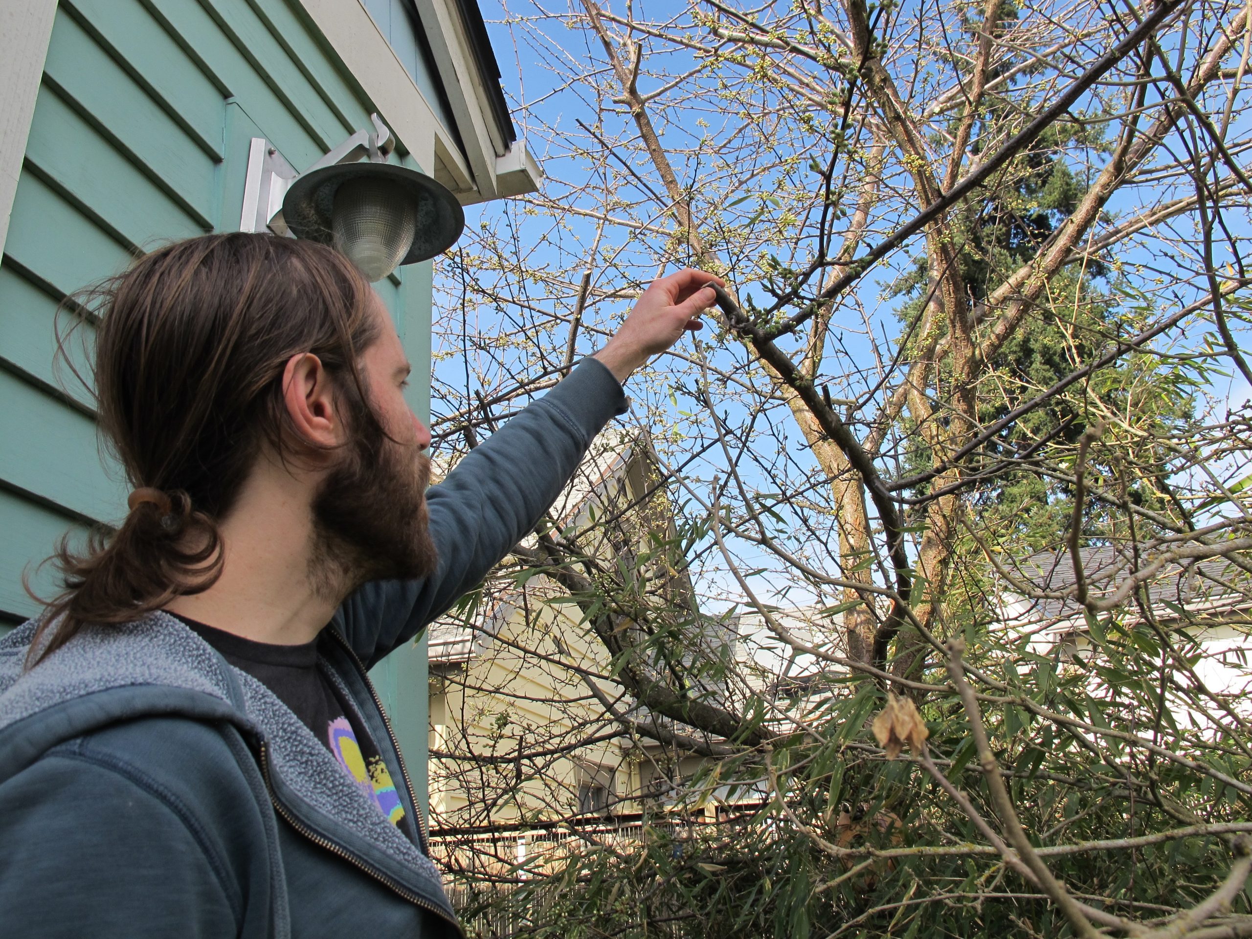 The Frankenstein Tree – . . . . . . . SLOW . . . . . . . MEDIA