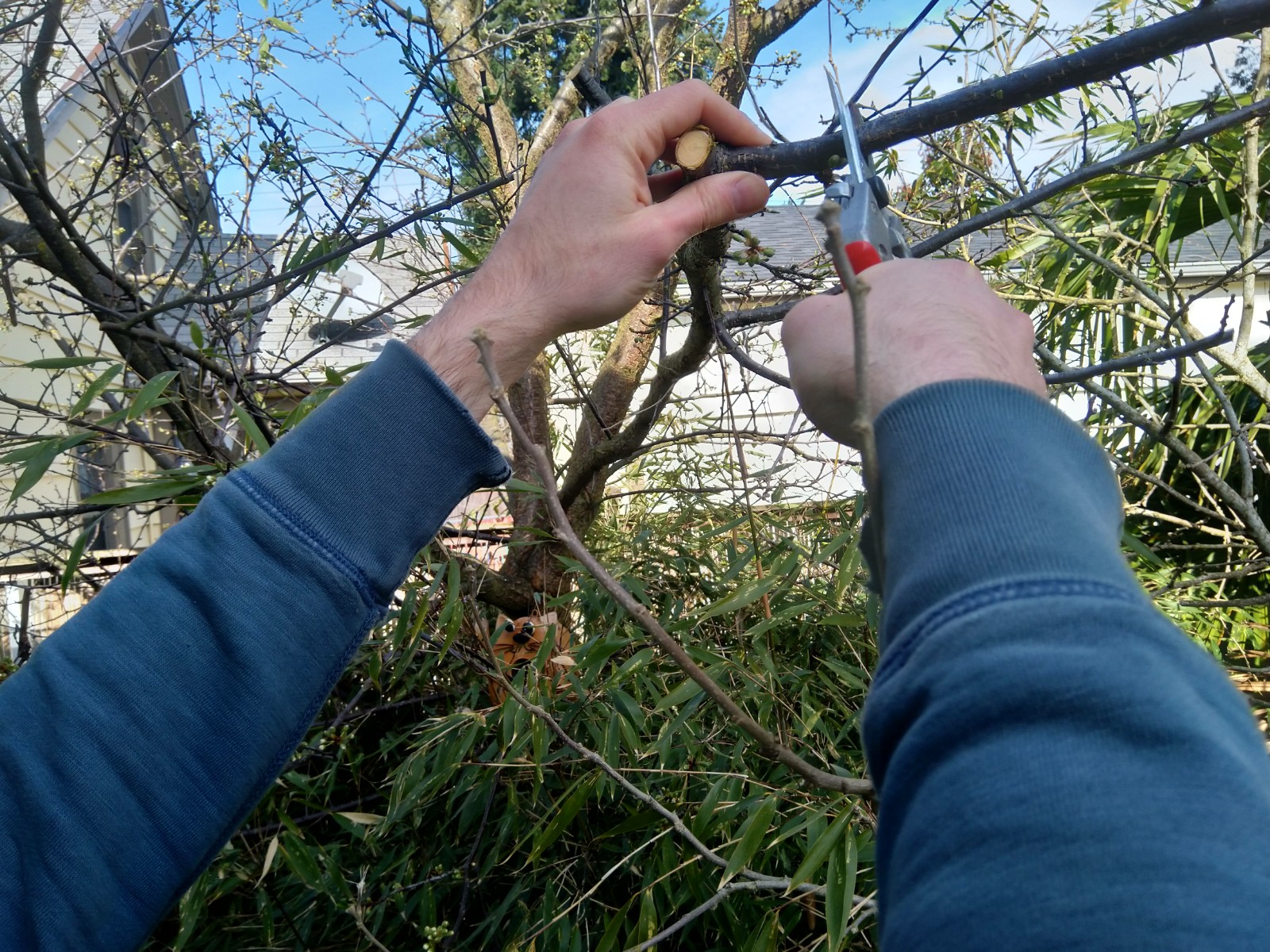 The Frankenstein Tree – . . . . . . . SLOW . . . . . . . MEDIA